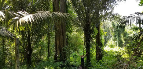 Beyond the Holarctic comfort zone: Thermoregulation in a Sundaland ...